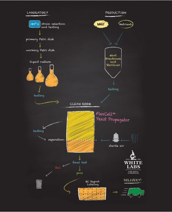 Pure Yeast & Fermentation - Brewer World-Everything about beer is here
