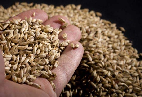 A Beer Lover’s Guide to Malt Beer - Brewer World-Everything about beer ...