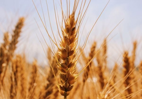 The Fundamentals Of Malting Process - Brewer World-Everything about ...