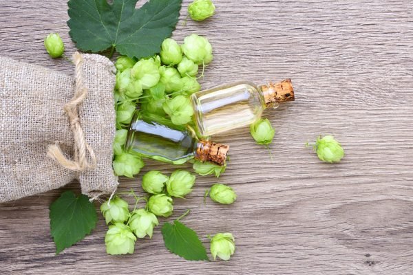 Hops And Their Various Forms - Brewer World-Everything about beer is here