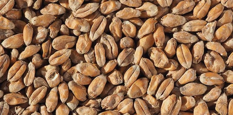 Understanding The Difference Between Malted, Unmalted & Torrified Wheat ...