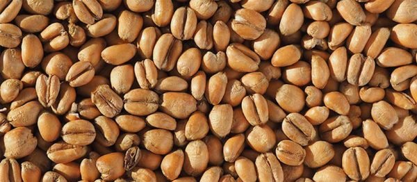 Understanding The Difference Between Malted, Unmalted & Torrified Wheat ...